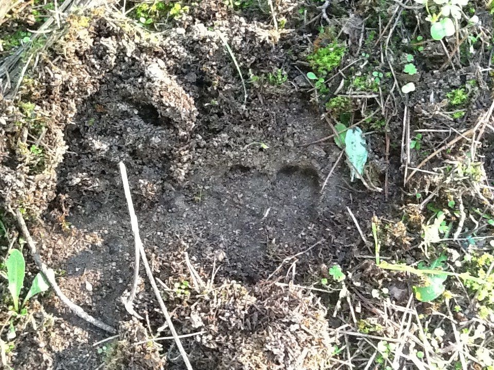 Spanish wild boar footprints | Project Noah