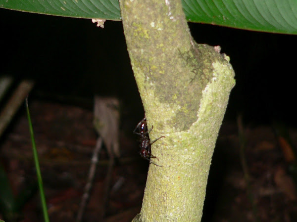 Bullet Ant | Project Noah