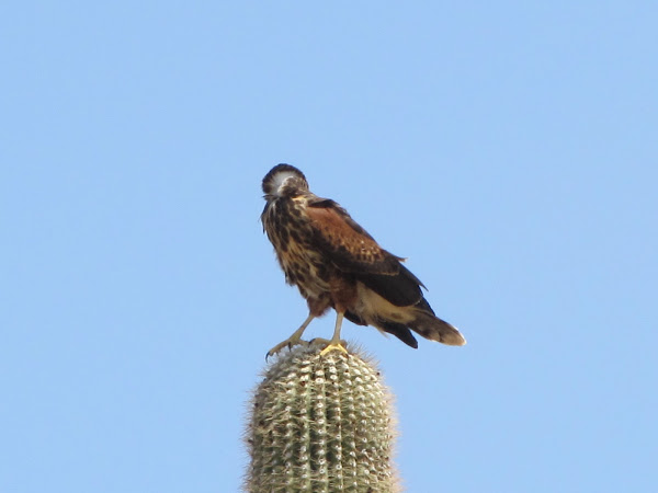 Harris' Hawk-juvenile | Project Noah