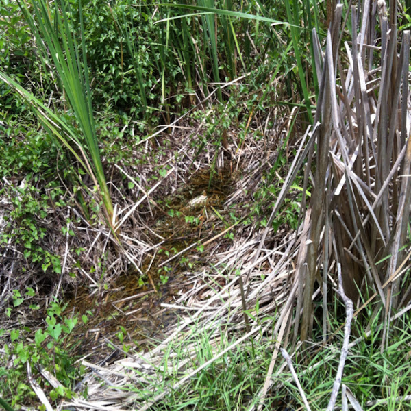 Alligator (slide) | Project Noah