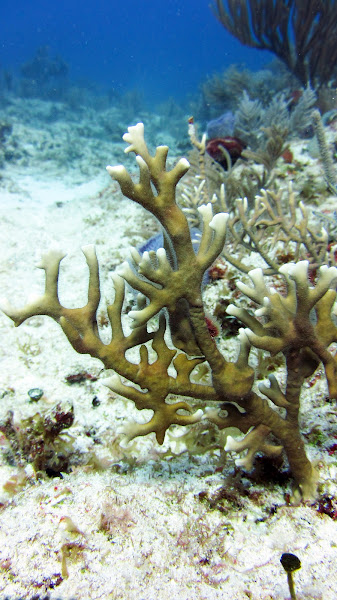 Branching Fire Coral | Project Noah