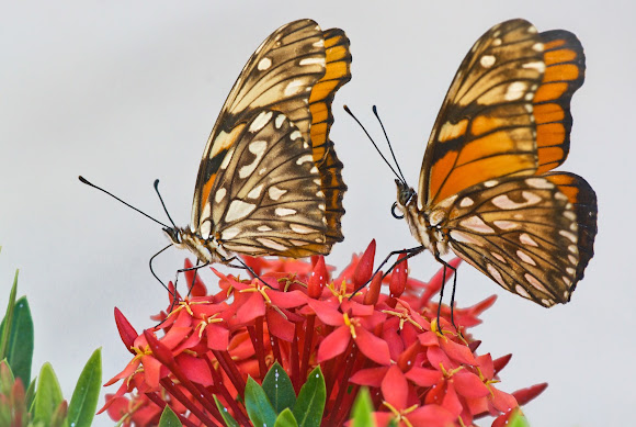 Juno Longwing Butterflies | Project Noah