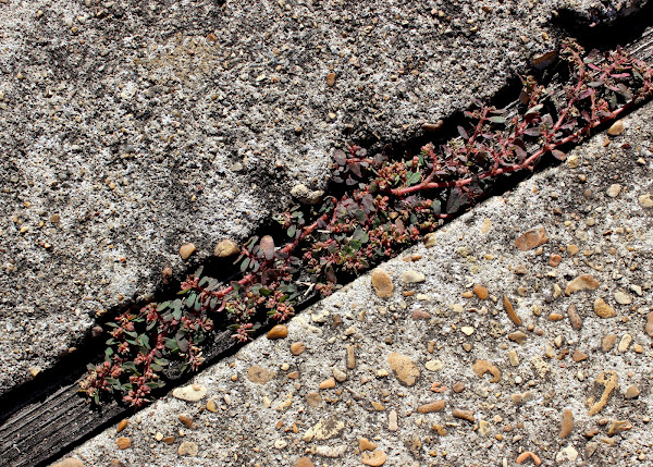 Prostrate sandmat | Project Noah