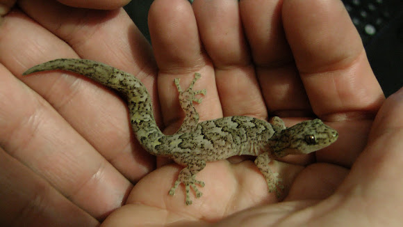 Marbled Gecko | Project Noah