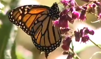Monarch butterfly | Project Noah