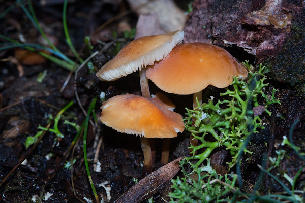 Marasmius elegans | Project Noah