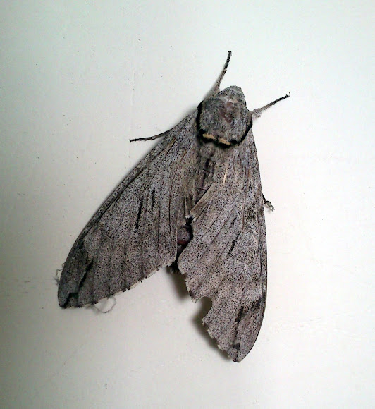 Plain Grey Hawk Moth | Project Noah