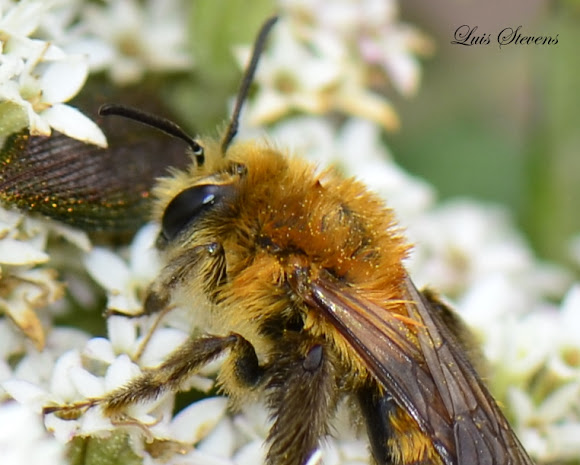 Andrenid Bee | Project Noah
