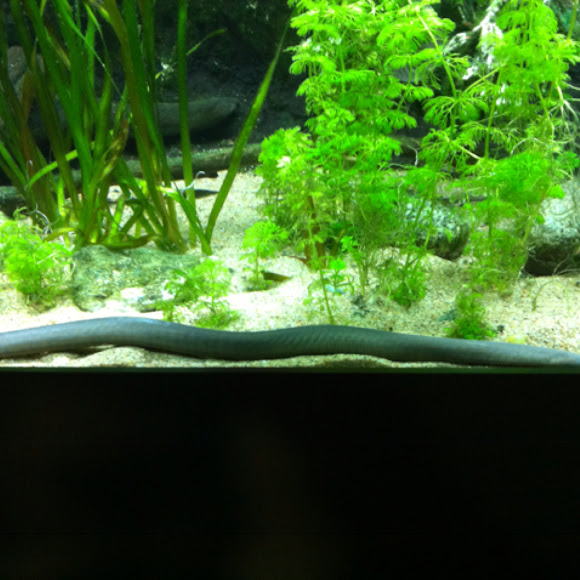 Aquatic caecilian | Project Noah