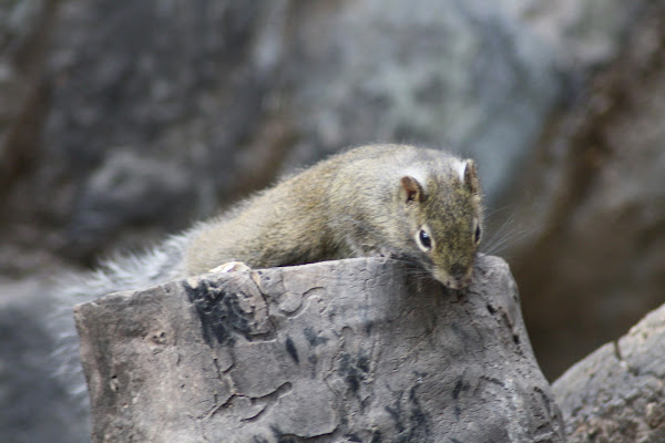 Père David's rock squirrel | Project Noah