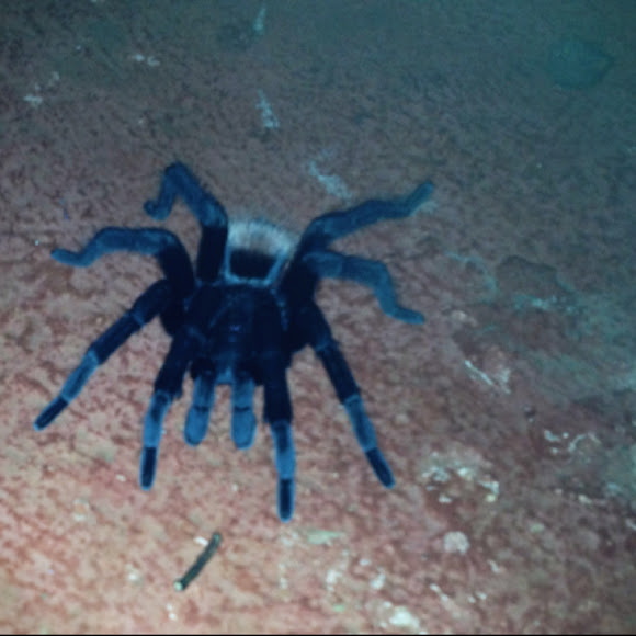 Tarántula cola roja de Yucatan, Yucatan rust rump tarantula | Project Noah