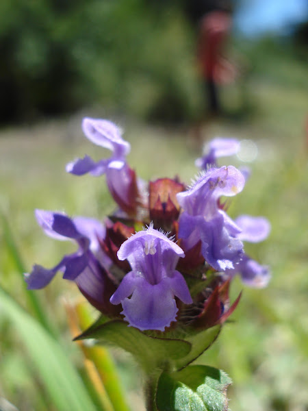 Self heal, Hierba mora | Project Noah