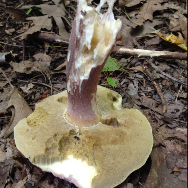 Xanthoconium separans | Project Noah