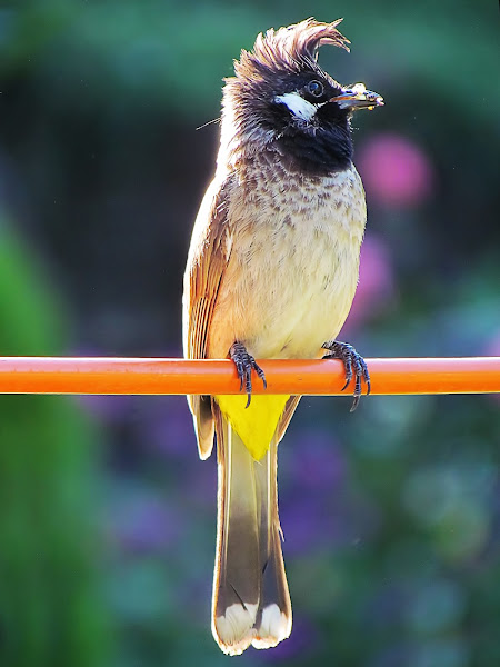 Himalayan Bulbul | Project Noah