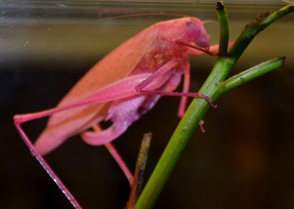 Oblong-Winged PINK Katydid | Project Noah