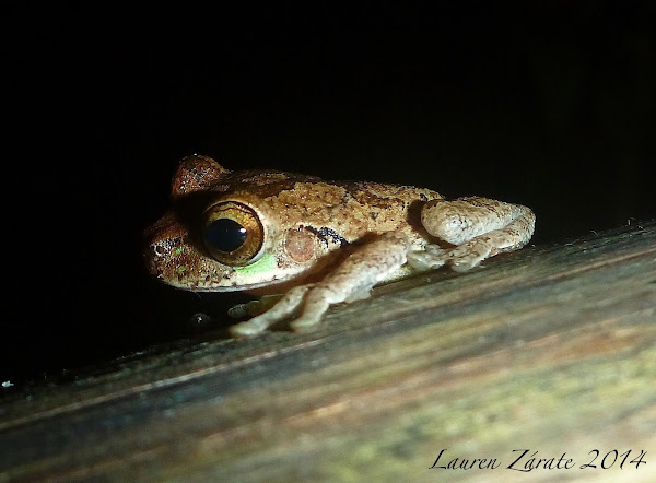 Mexican Tree Frog | Project Noah