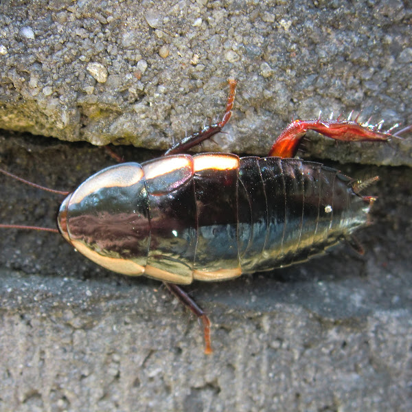 Shining cockroach | Project Noah
