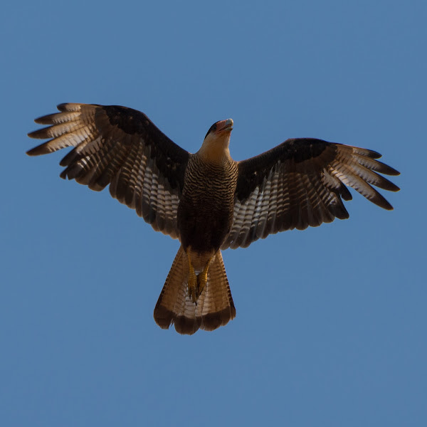 Caracará(Southern Caracara) | Project Noah