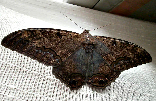 Black Witch Moth (Mariposa Negra). | Project Noah