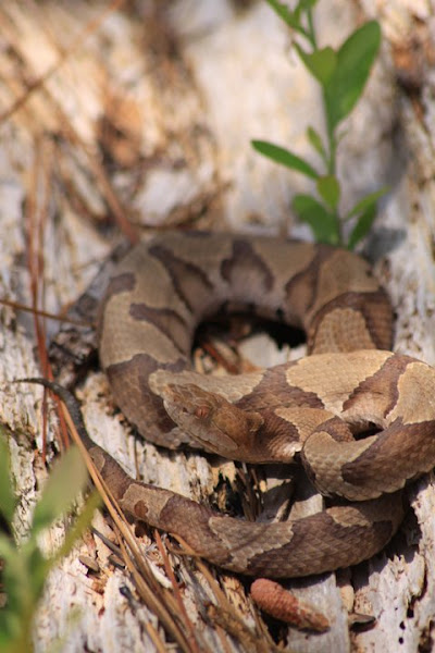 Copperhead | Project Noah