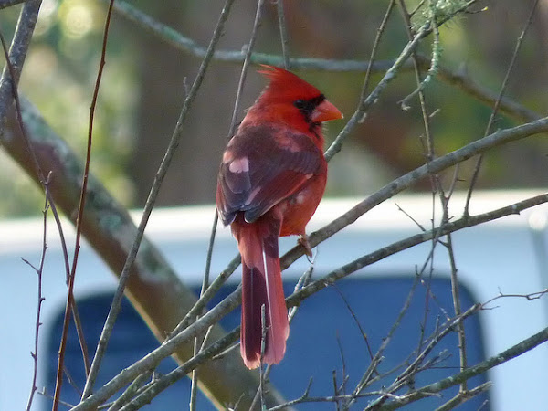 leucistic Northern cardinals | Project Noah