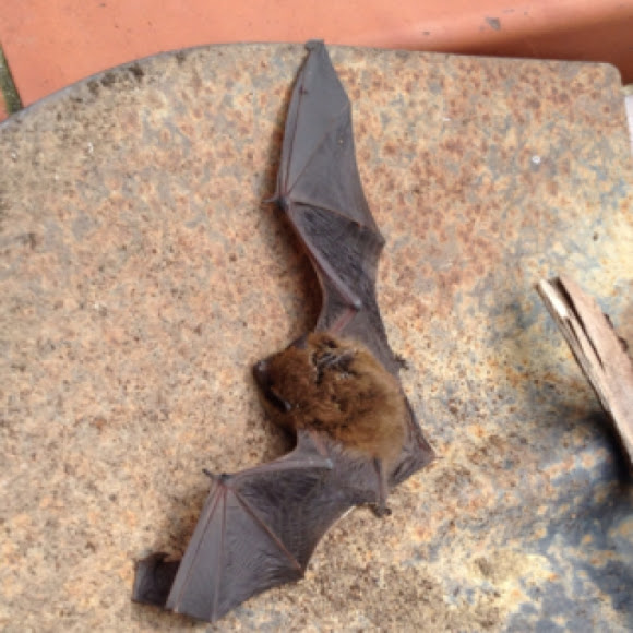 Nottola comune, common noctule bat | Project Noah