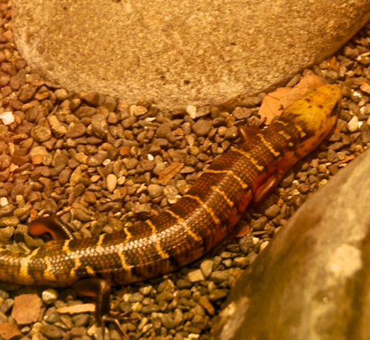 Kuhl's Galliwasp | Project Noah