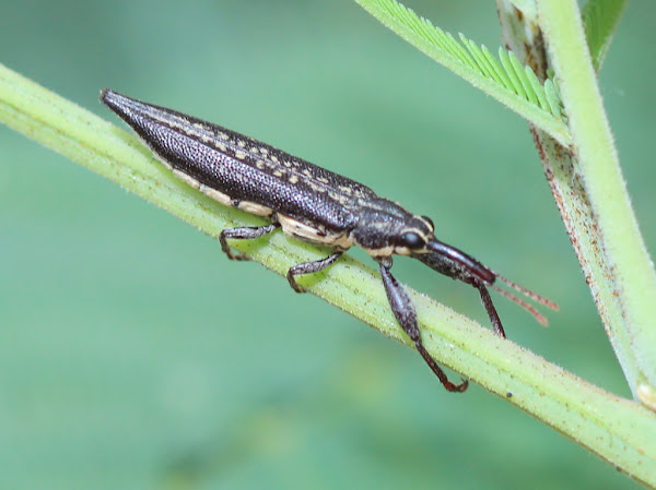 Long-nosed weevil (Belidae) | Project Noah