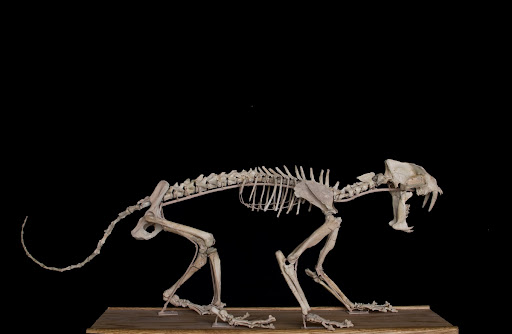 Hoplophoneus primaevus — Google Arts & Culture