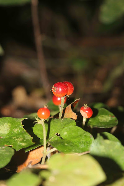 Geophila repens | Project Noah