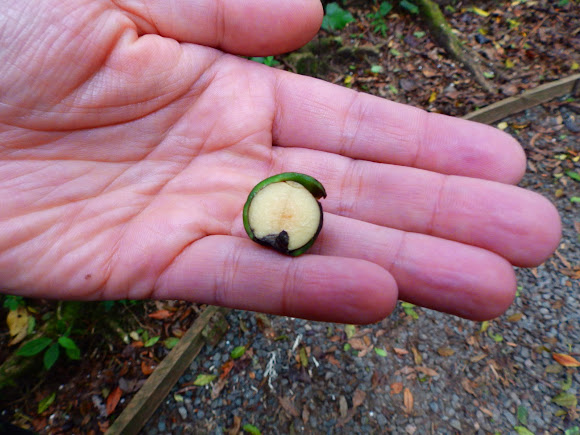 Aguacatillo berry | Project Noah