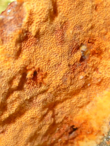 Cinnabar Polypore | Project Noah