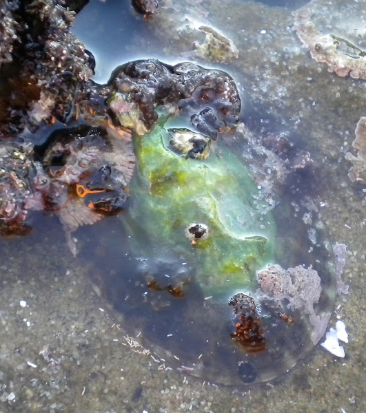 False Limpet | Project Noah