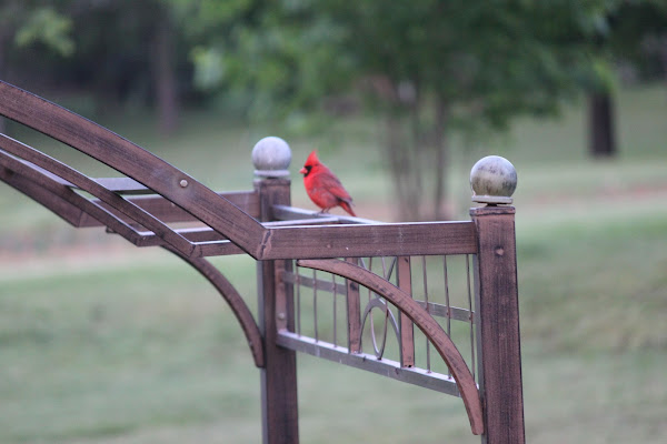 Northern Cardinal | Project Noah