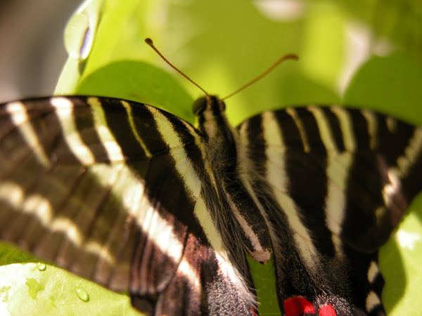 Zebra Swallowtail | Project Noah