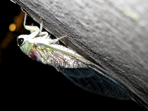 Small cicadas | Project Noah