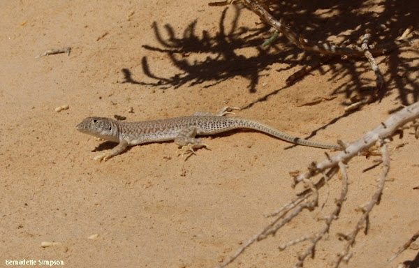 Small-spotted Lizard | Project Noah
