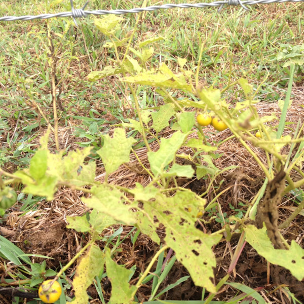 Horse Nettle | Project Noah