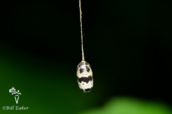 Ichneumon Cocoon | Project Noah