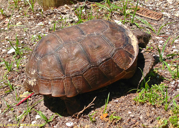 Gopher Tortoise | Project Noah