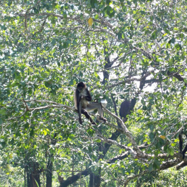 Geoffory's Spider Monkey | Project Noah