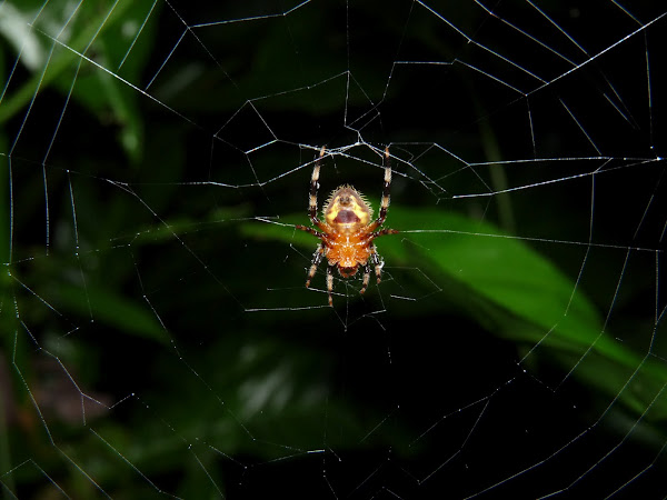 Eriophora spider | Project Noah