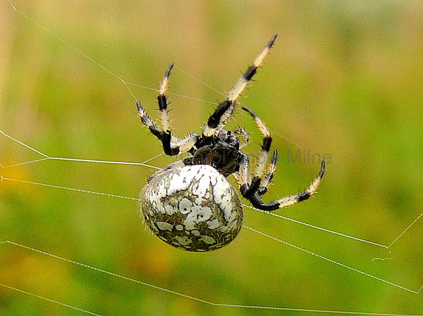 Shamrock or Cross Orb Weaver Spider | Project Noah
