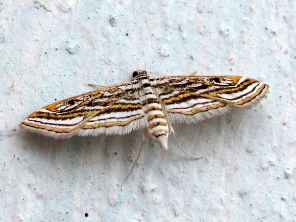 Mangrove China-mark Moth | Project Noah