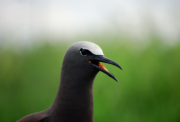 White-capped Noddy | Project Noah