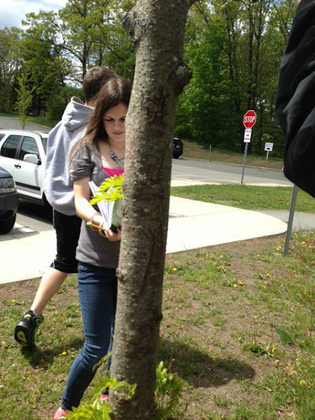 Honey Locust | Project Noah