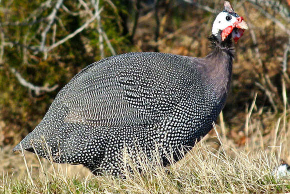 Guinea Fowl (domestic) | Project Noah