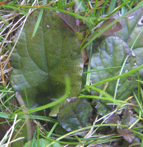 Common Bugle | Project Noah