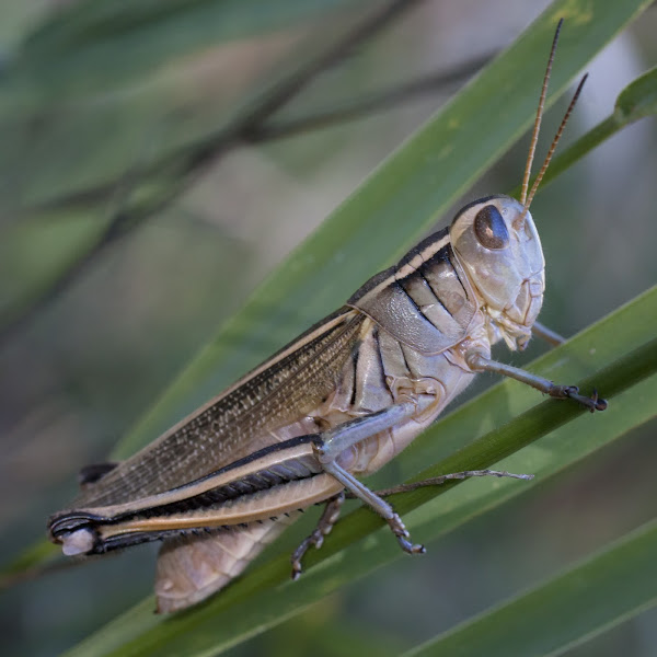Two-striped Grasshopper (female) | Project Noah