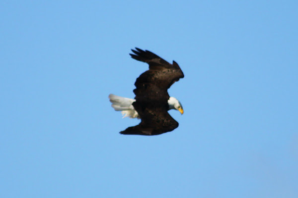 Bald Eagle | Project Noah